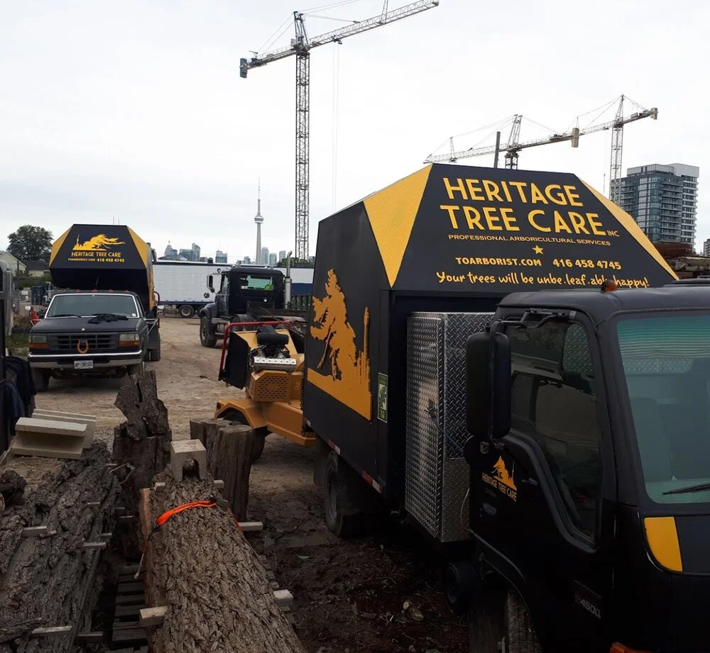 Heritage Tree Care-Professional tree care and removal in Toronto-Blog