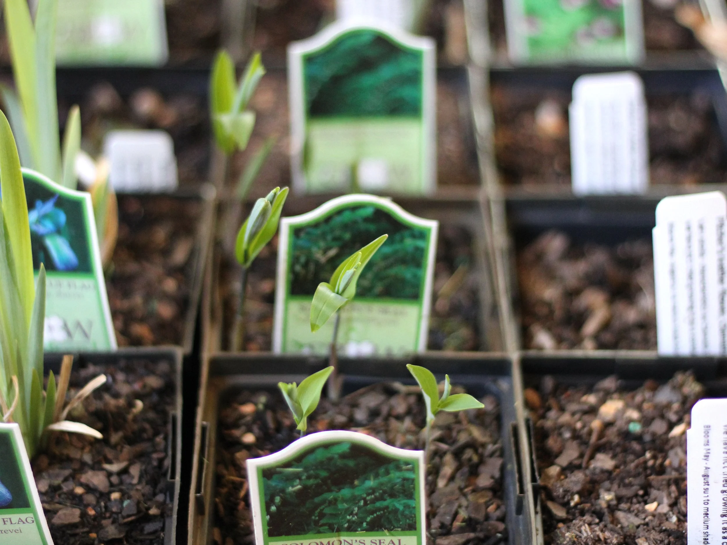 Native Plant Sale by Missouri Wildflowers Nursery at the Cape Girardeau ...