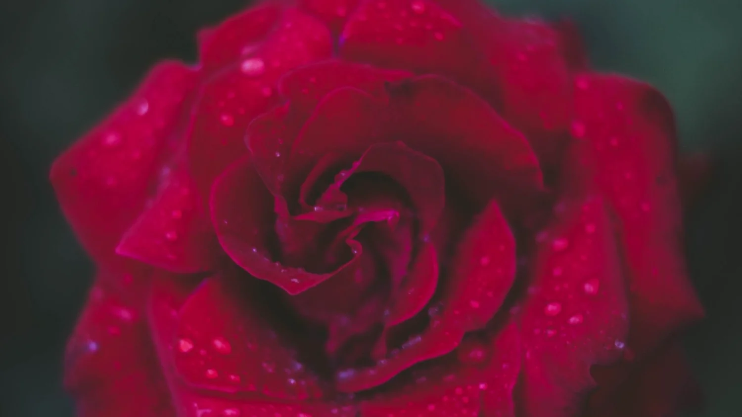 What is the Rose Path? A Sacred Feminine Way of Being — Meredith Rom