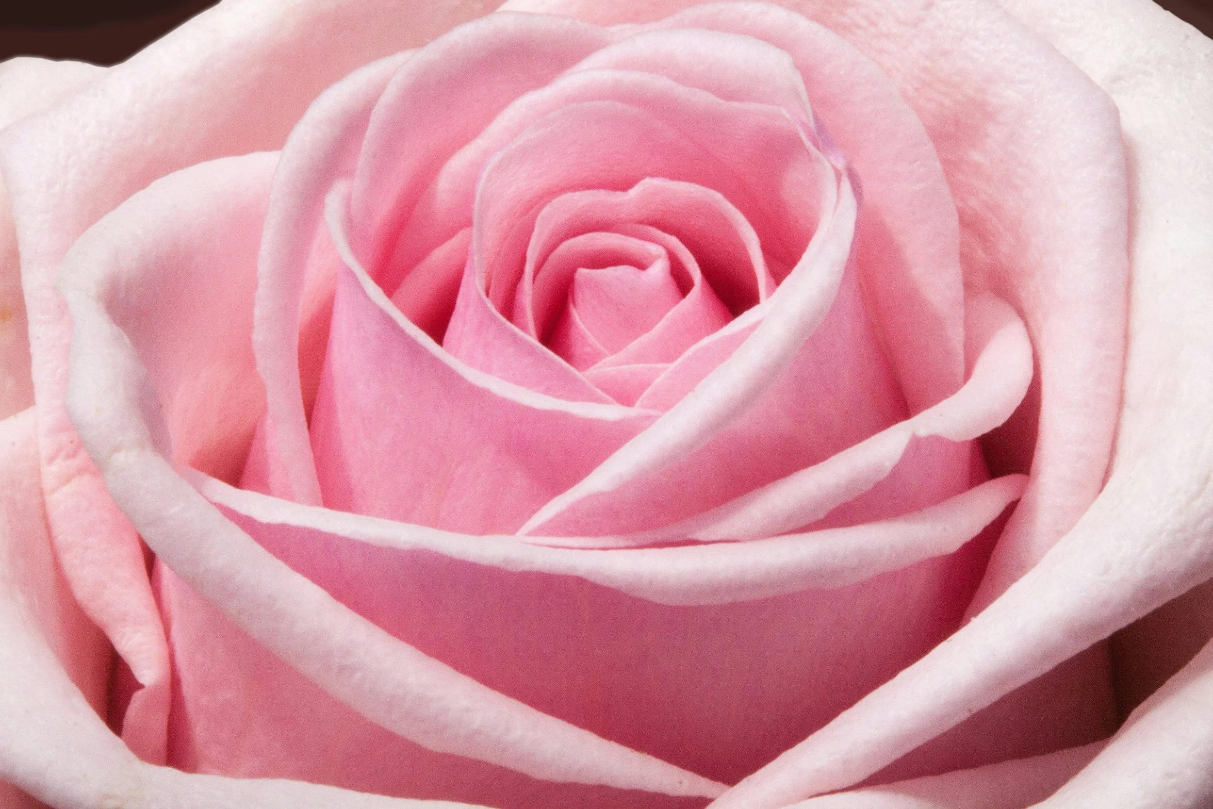 Spiritual Meaning of the Planet Venus — Meredith Rom