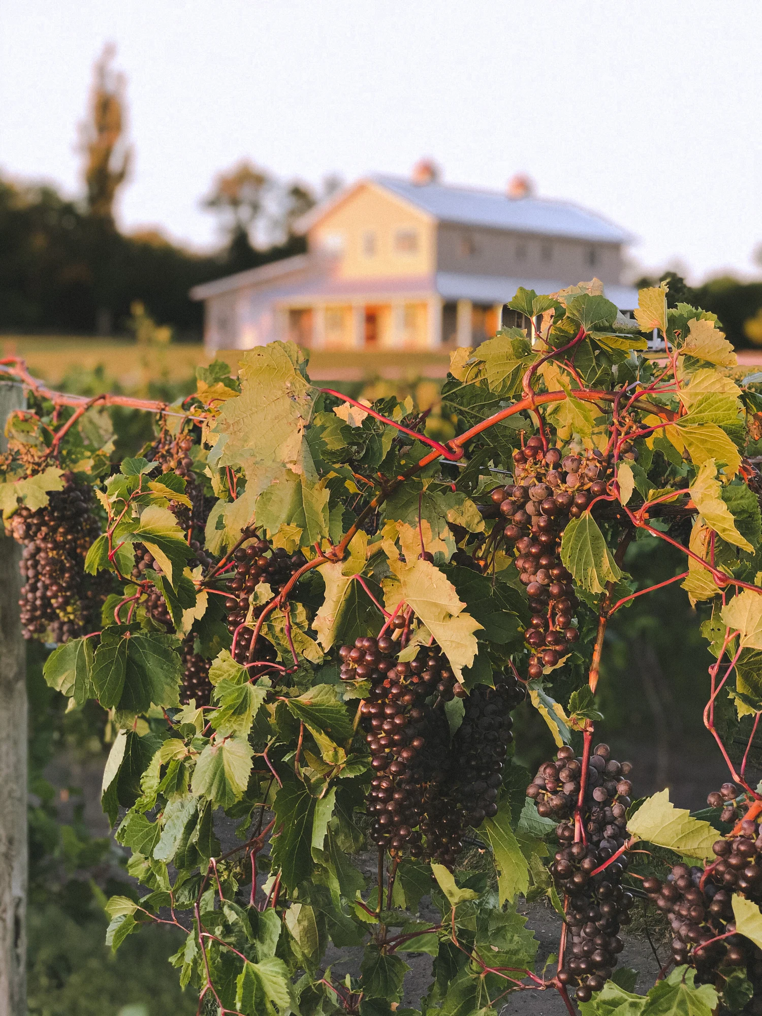 Visit the Tasting Room — With the Wind Vineyard & Winery