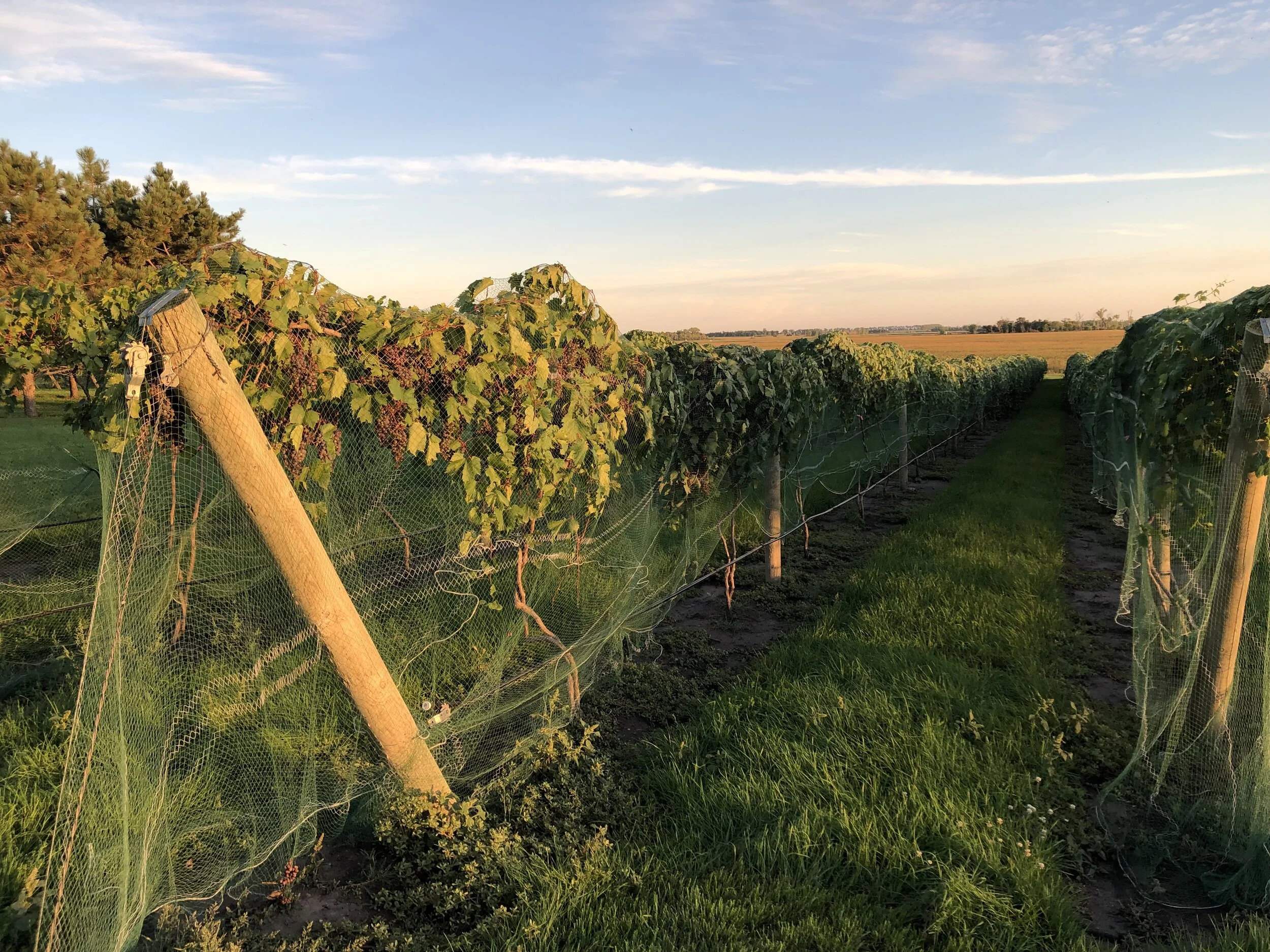 With the Wind Vineyard — With the Wind Vineyard & Winery