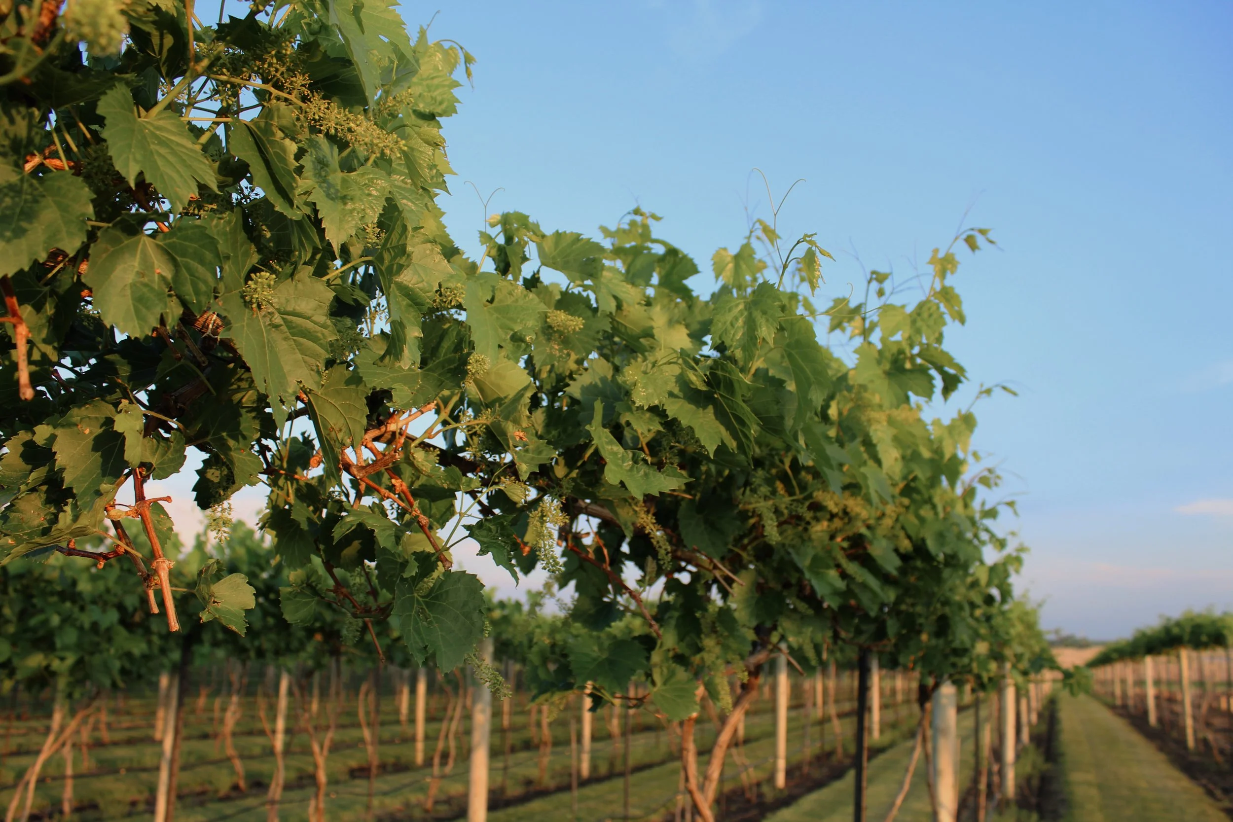 Wholesale Information — With the Wind Vineyard & Winery
