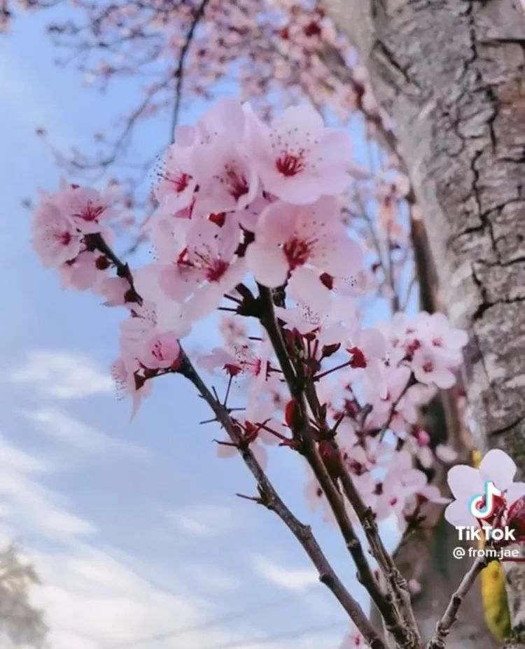 5 Good TikToks: Springtime in the City 🌸 — DNAMAG