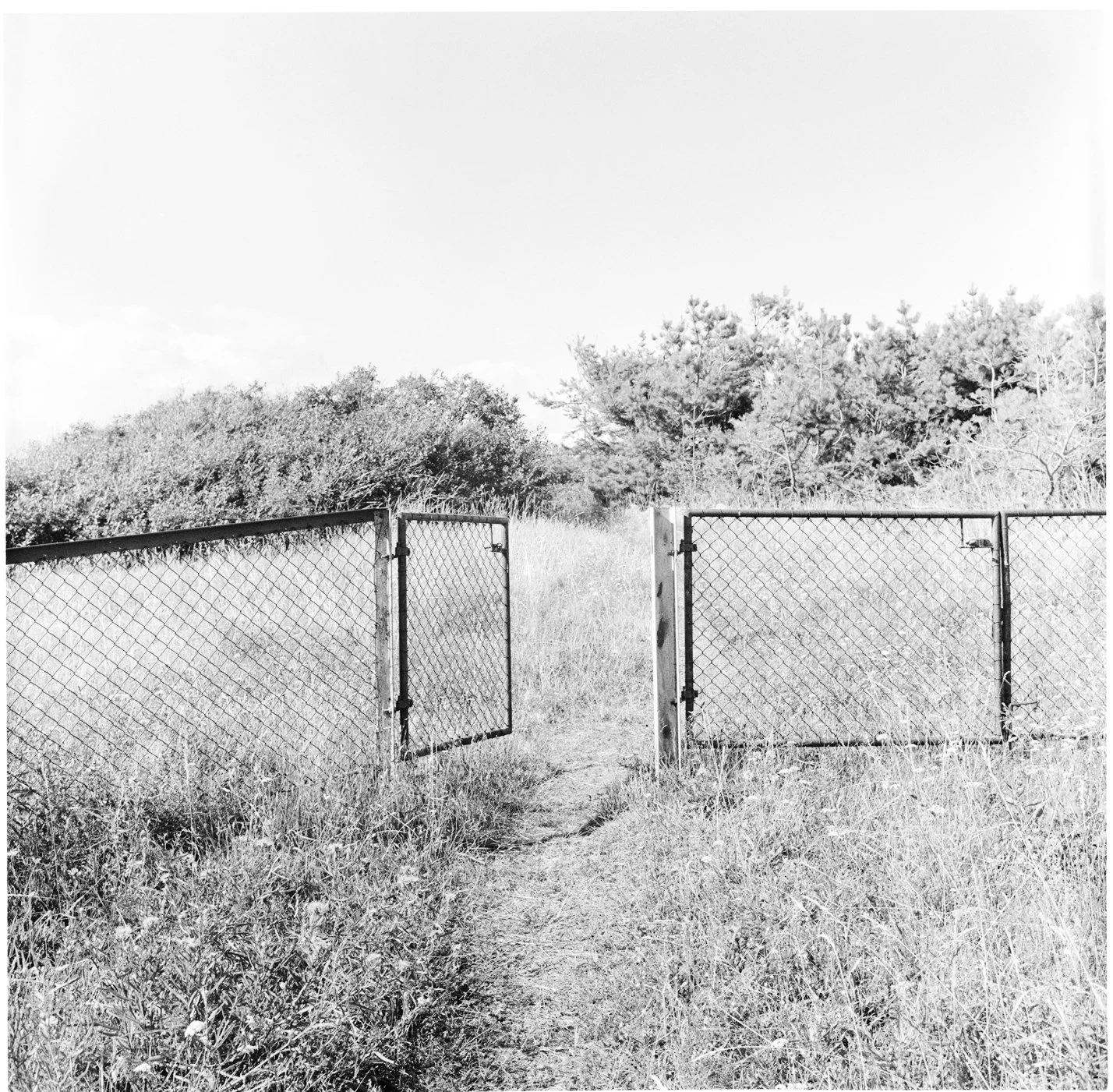 Summer Light — DAG ALVENG