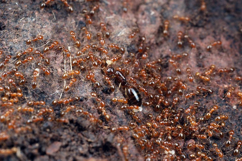 Giant Queen Red Ant