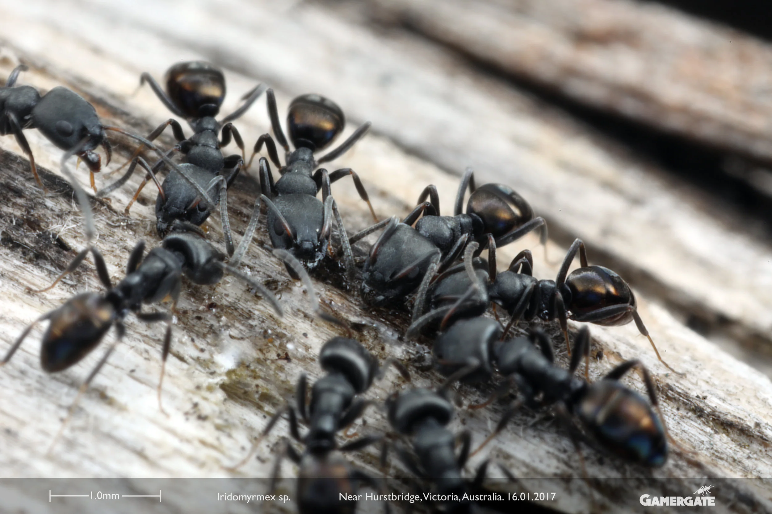Australian Ants