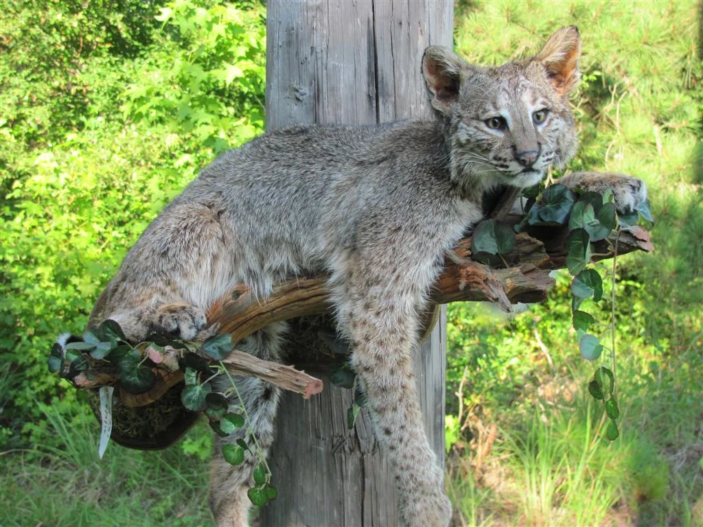 Galleries — McGuire's Taxidermy