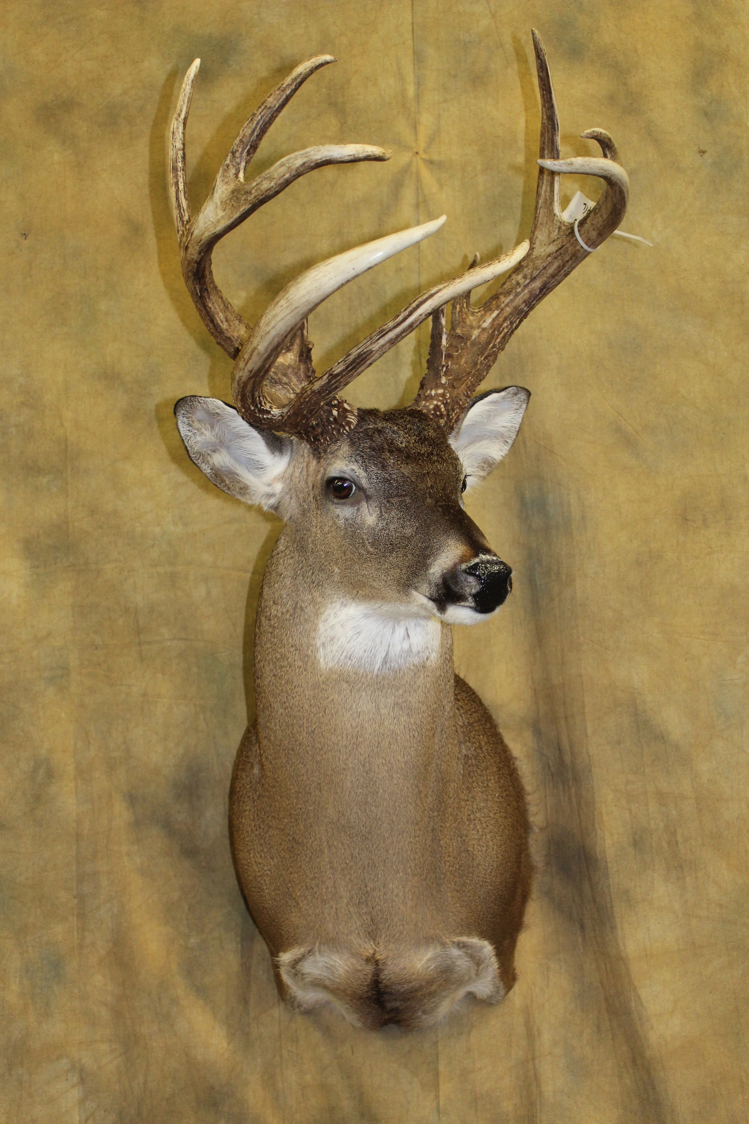 Galleries — McGuire's Taxidermy
