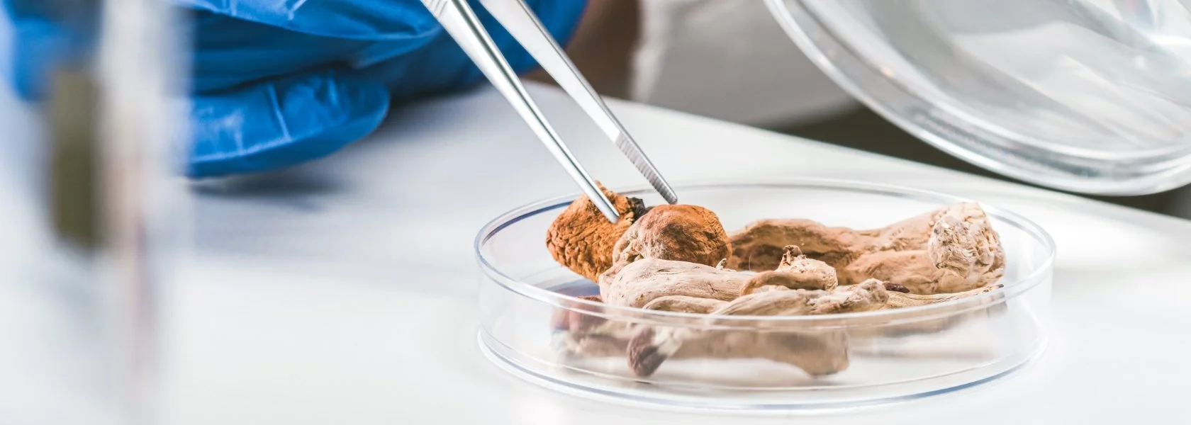 ANDREW ROBB TUNES IN TO CURATIVE POWER OF PSYCHEDELICS — Andrew Robb