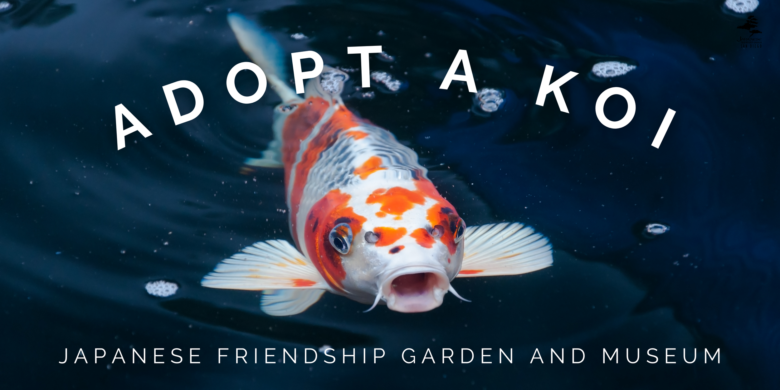 Adopt A Koi — Japanese Friendship Garden