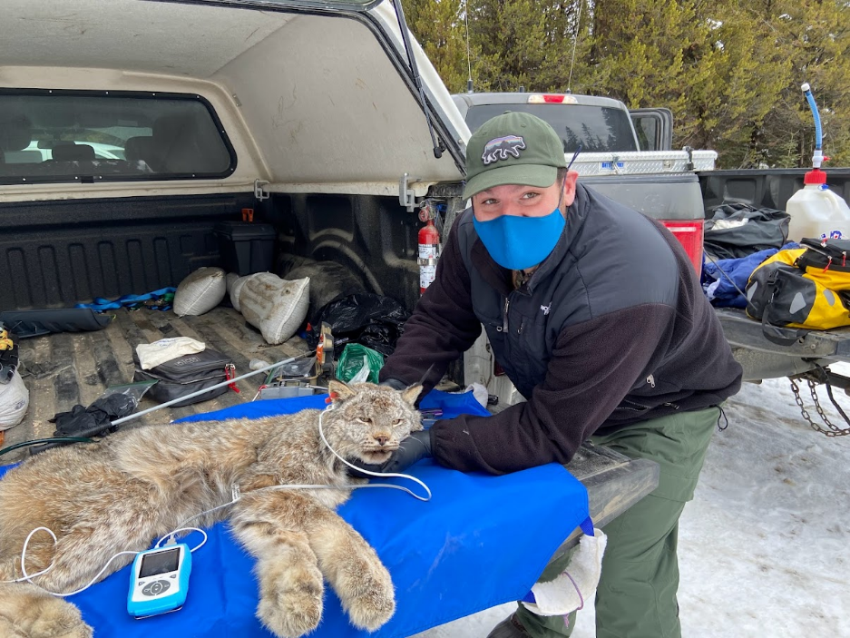 Canada Lynx — CCT Fish & Wildlife