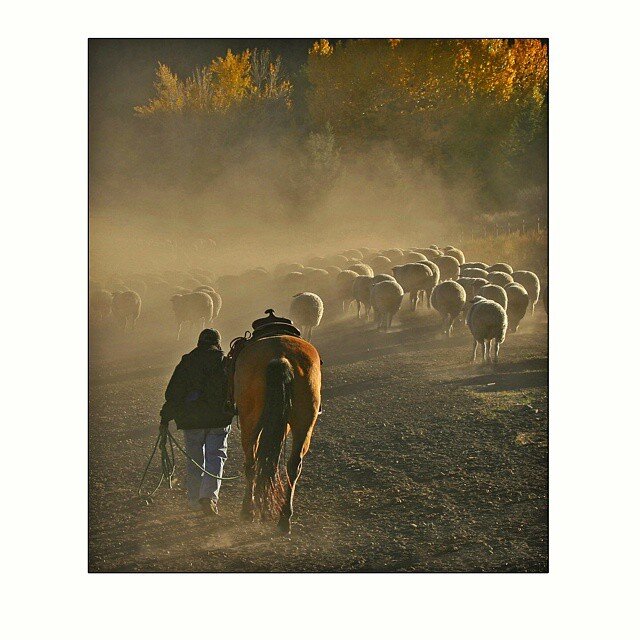 Wood River Wolf Project