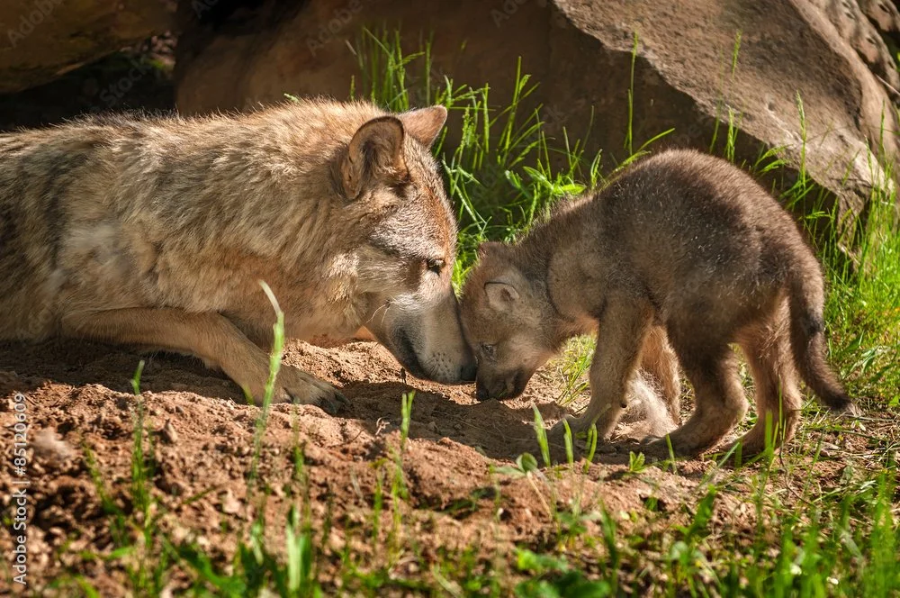 Wood River Wolf ProjectWood River Wolf Project