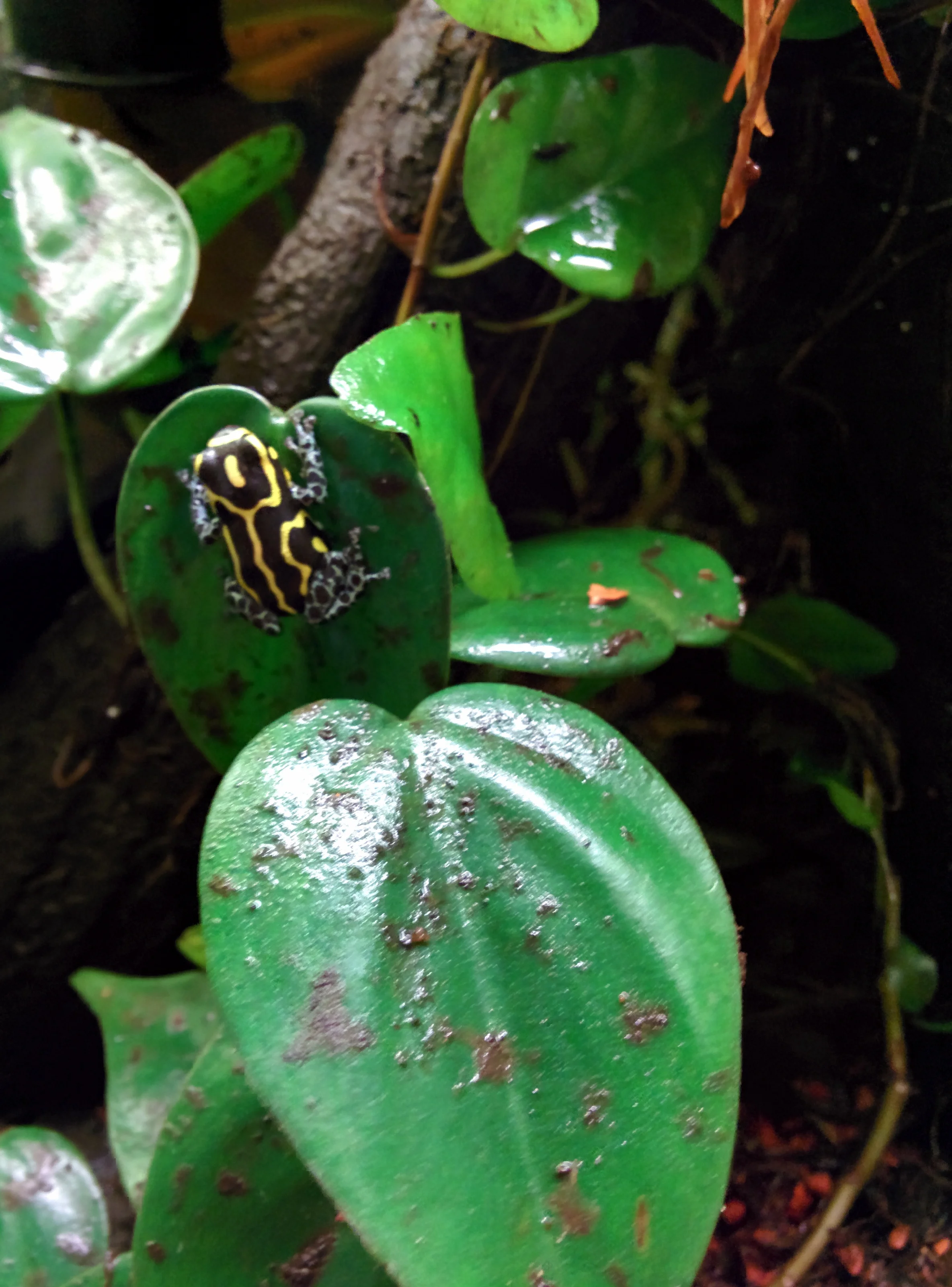 Ranitomeya imitator — Ranitomeya
