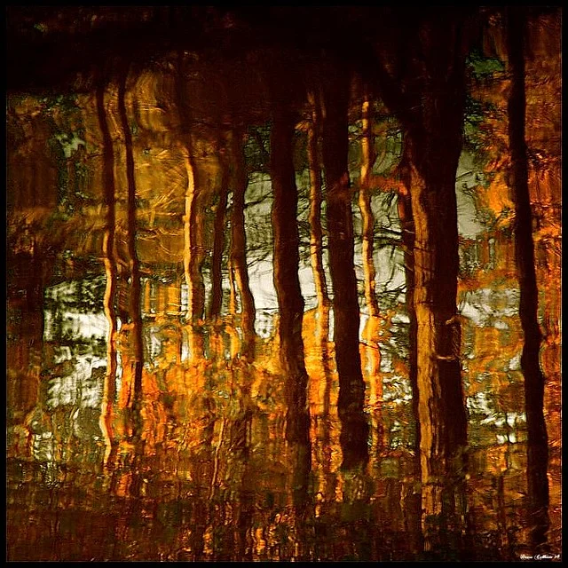 Brown Things In Nature