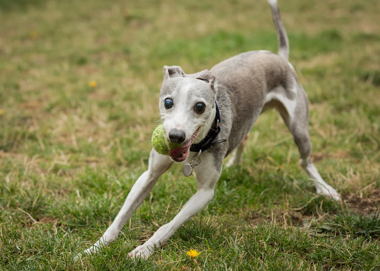 Italian Greyhound Running