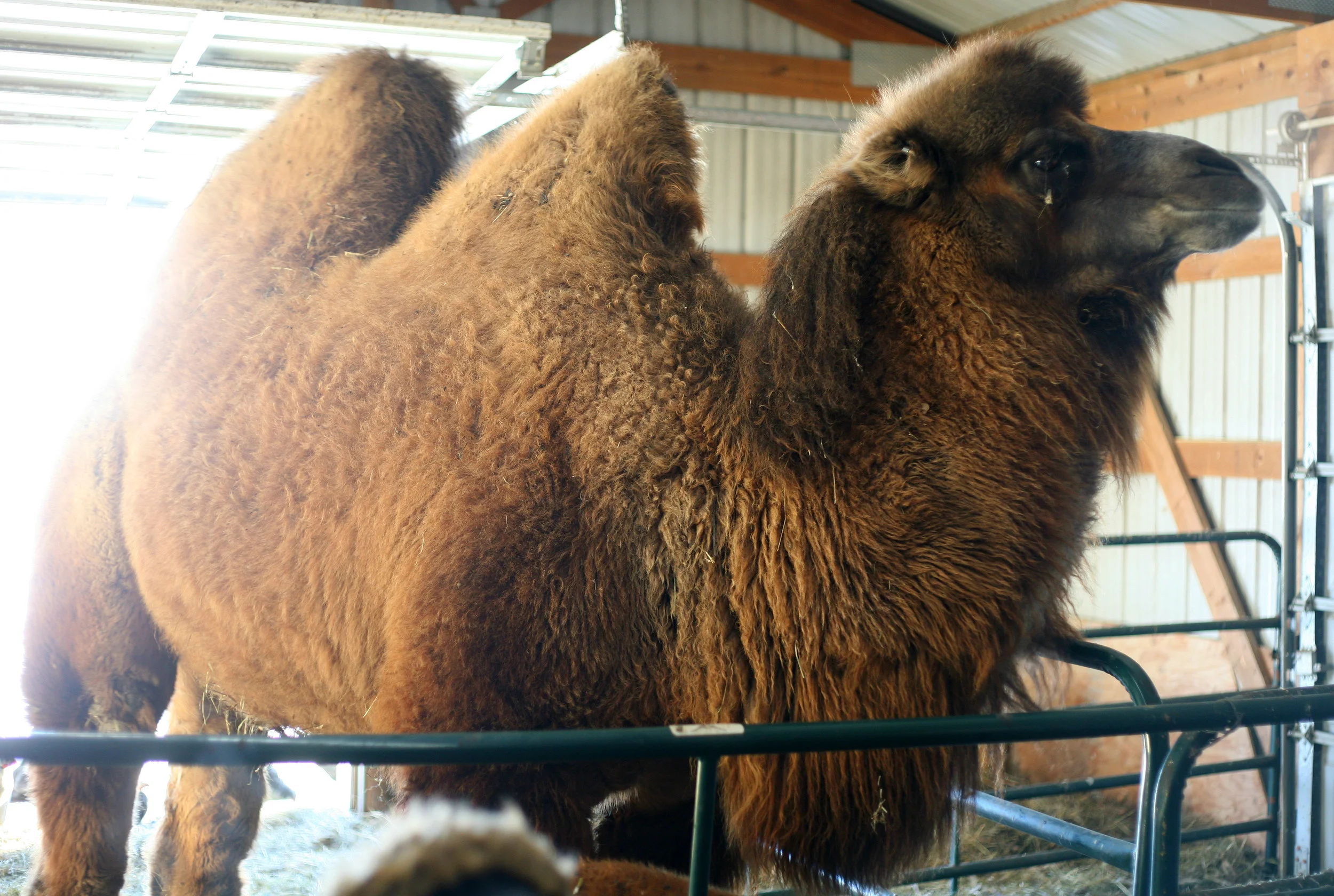 Dakota Spinning Mill - A post by Anna — long way homestead