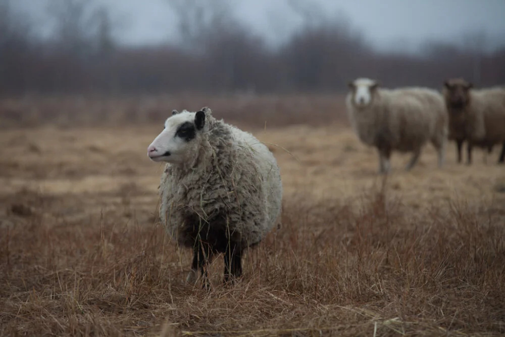 Registered Shetland Sheep - Local Canadian Wool Farm — long way homestead