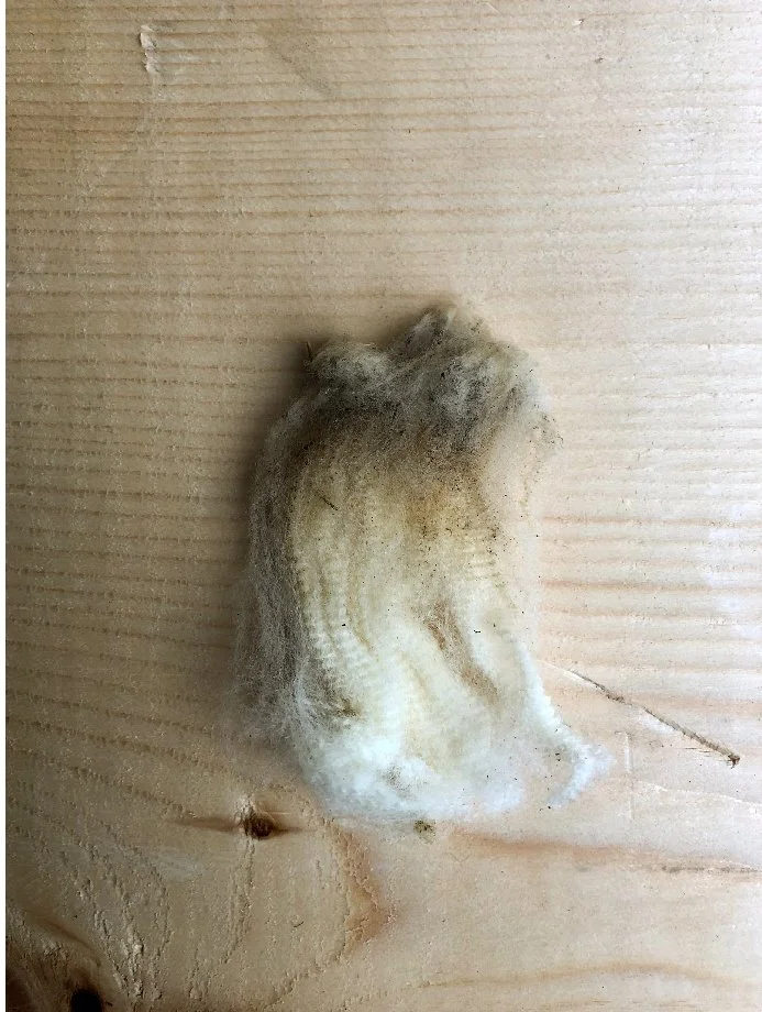 Sheep Breeds — long way homestead