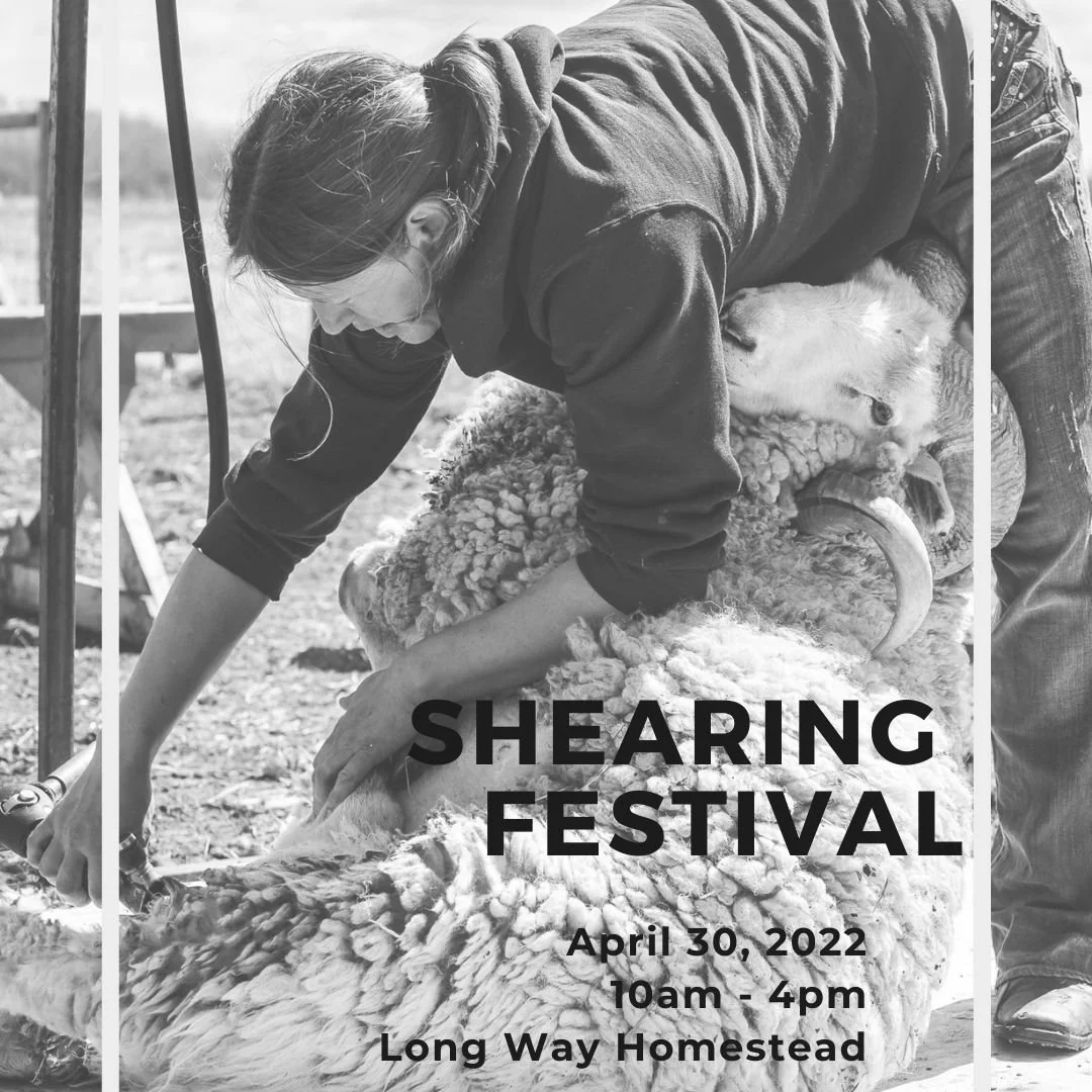 Shearing Festival 2022 — long way homestead