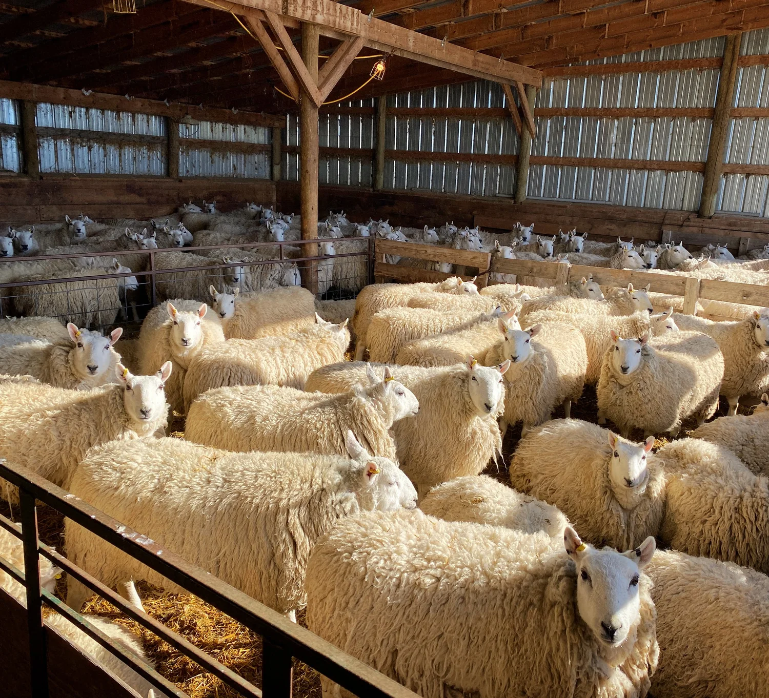 Sheep Breeds — long way homestead
