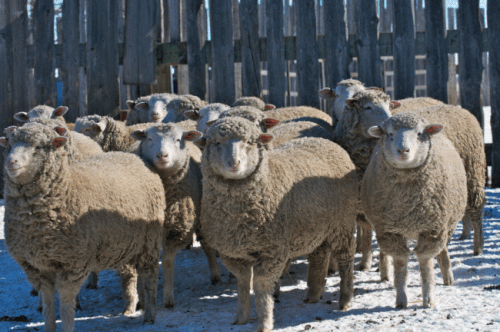 Sheep Breeds — long way homestead