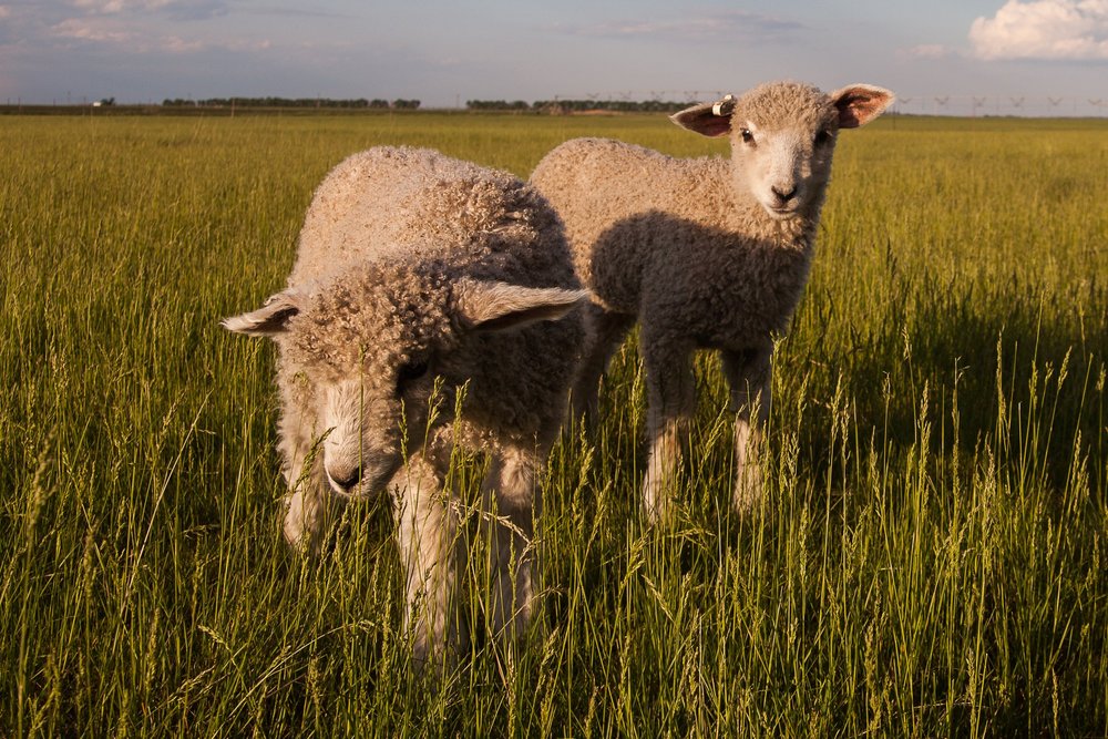 Sheep Breeds — long way homestead