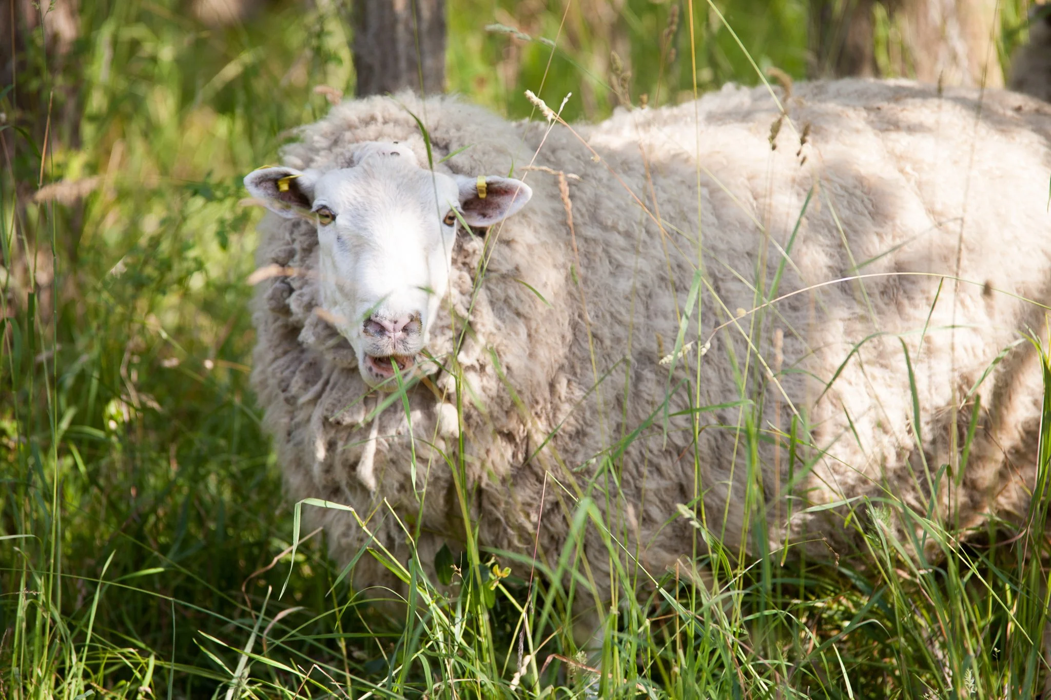 Coopworth — long way homestead