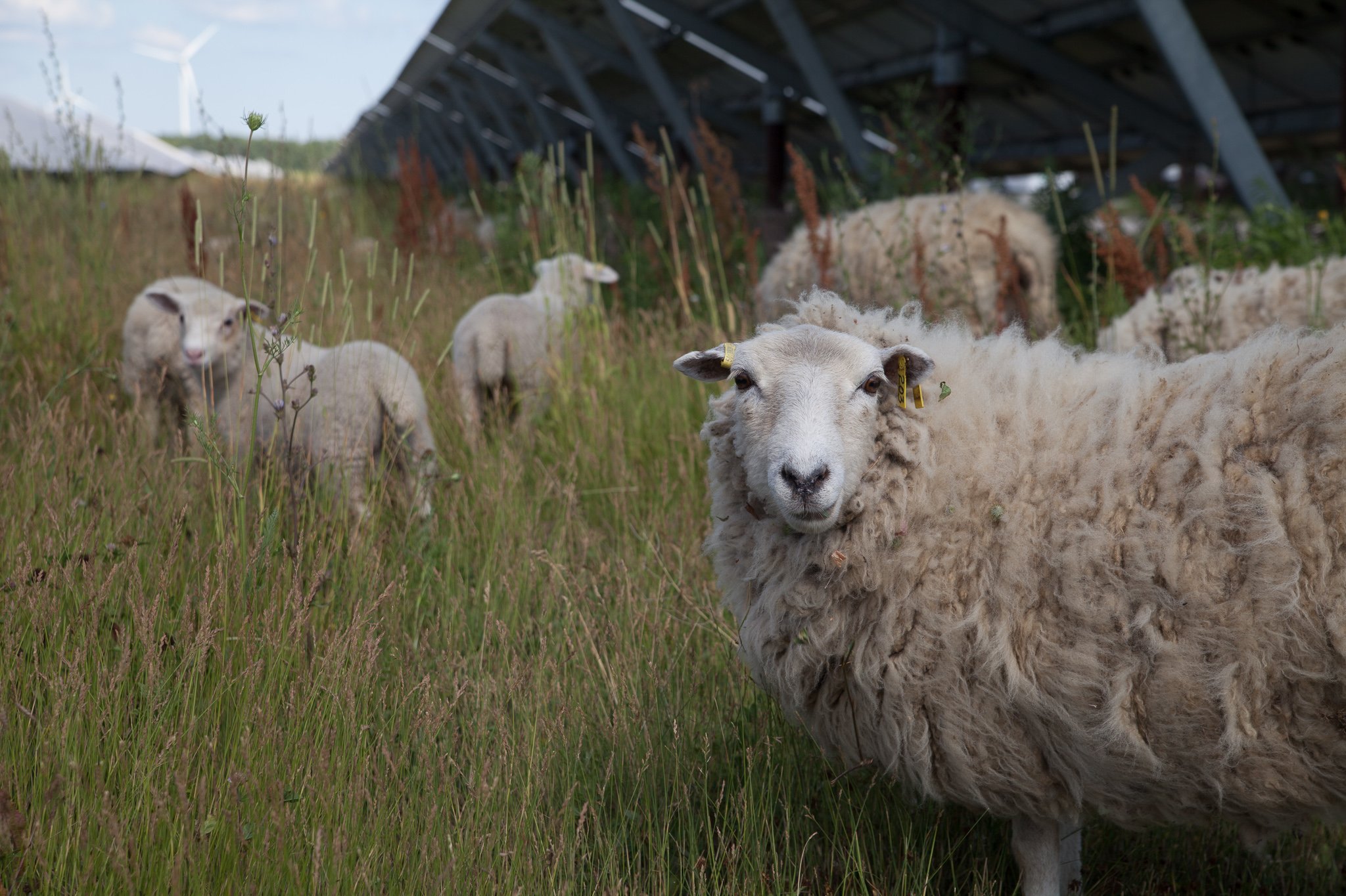 Coopworth — long way homestead