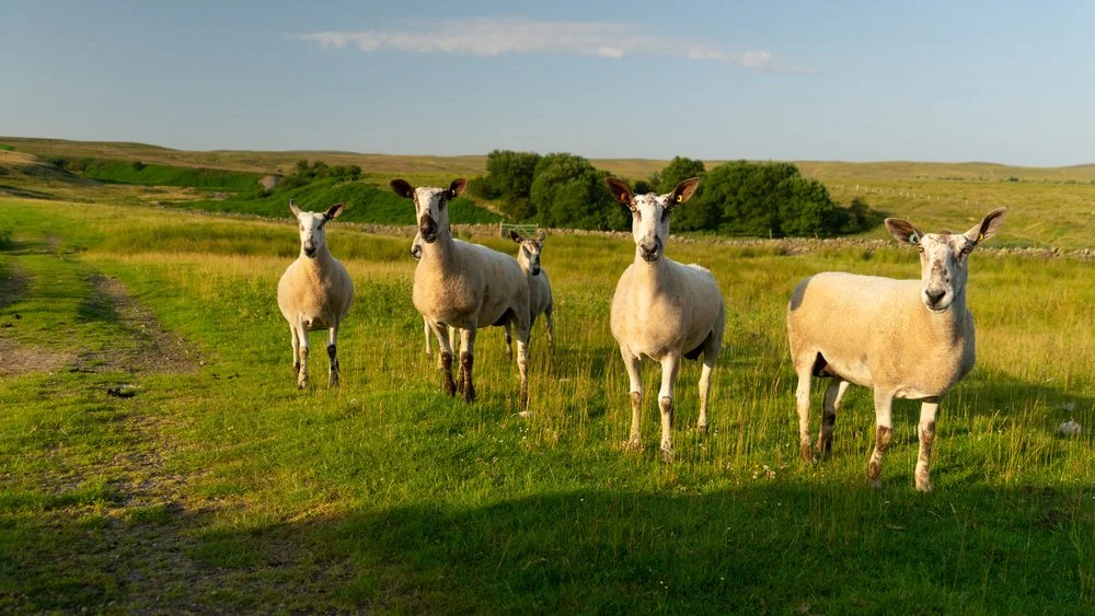 Sheep Breeds — long way homestead