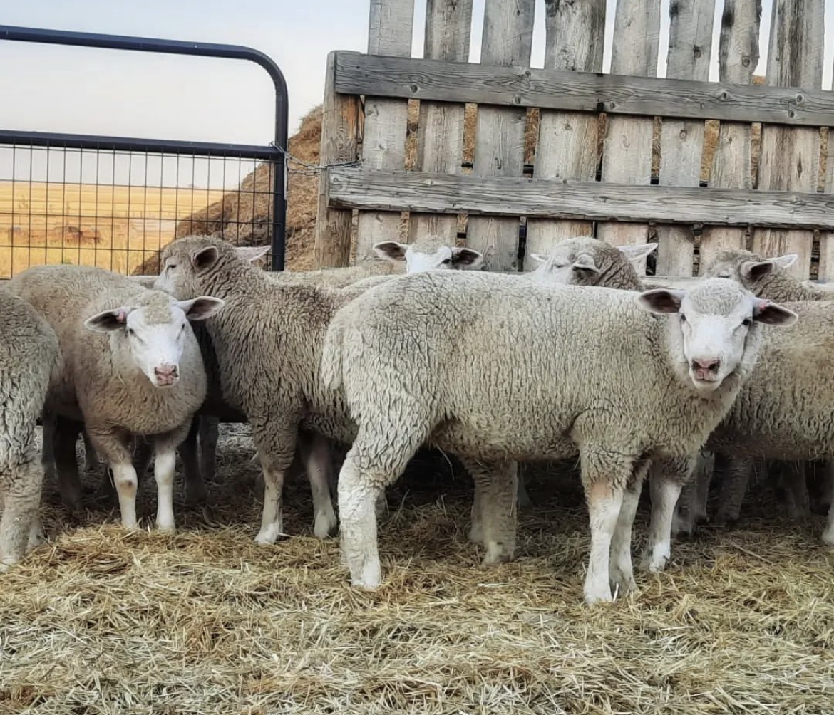 Sheep Breeds — long way homestead
