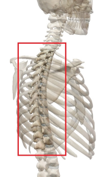 Niskajumi ja ortopedinen osteopatia — Osteopatia ja hieronta Lohja ...