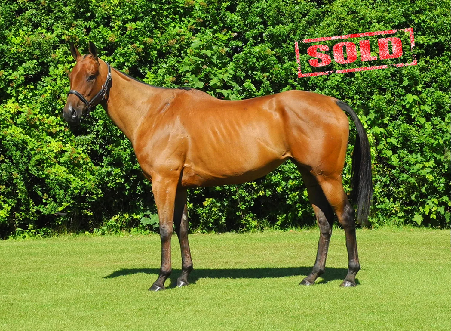 Polo Ponies For Sale — CSC Polo