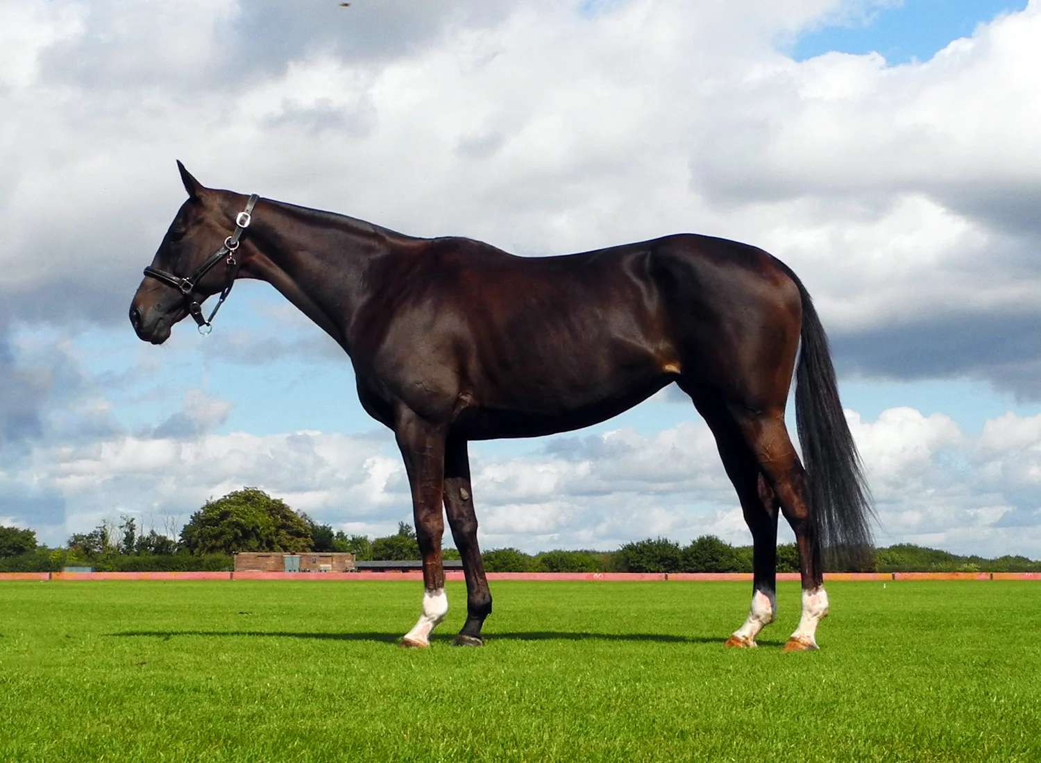 Polo Ponies For Sale — CSC Polo
