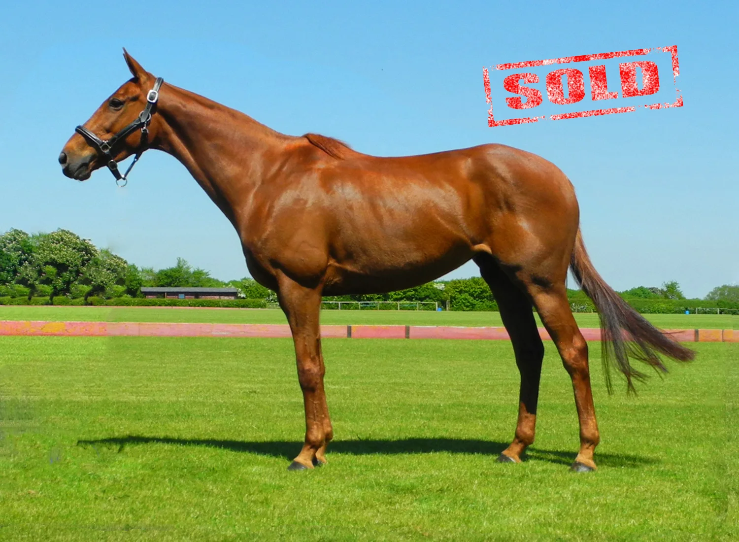 Polo Ponies For Sale — CSC Polo