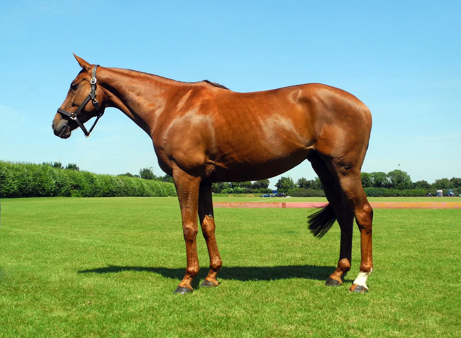 Gallery: Polo Ponies For Sale — CSC Polo