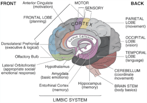 Motivation Map of the Brain (Gamification) — PEL Consulting