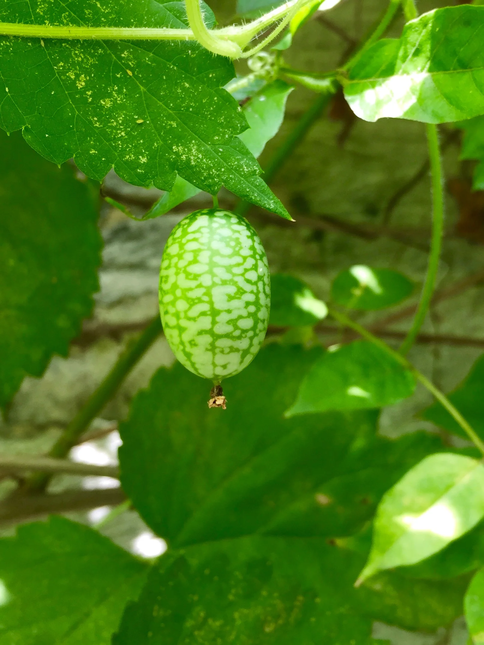Cucamelons: Discovering the World's Cutest Veggie — Brooklyn DoubleWide