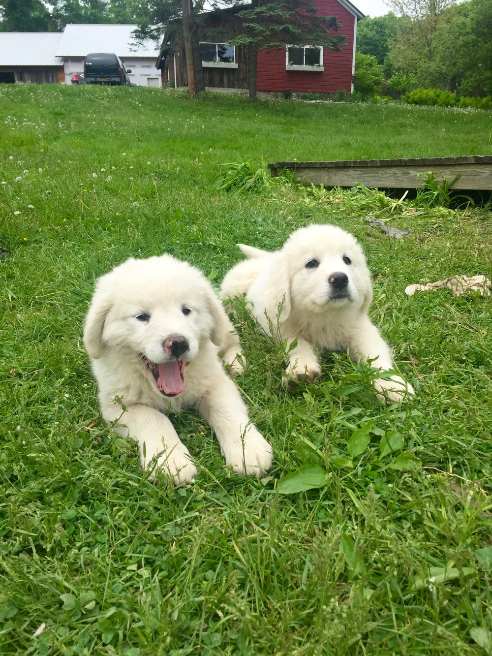 Are Maremma Dogs Good Pets