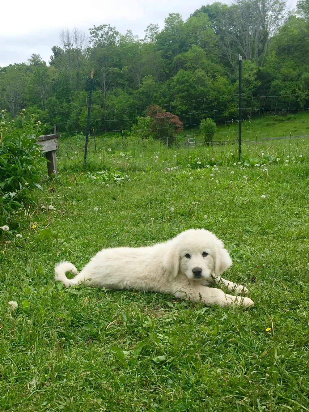 How Much Does A Maremma Sheepdog Cost