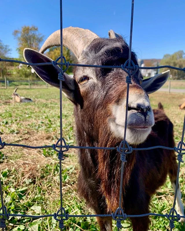 Gavin's Irish Country Inn: A Timeless + Kid-Friendly Catskills Getaway ...