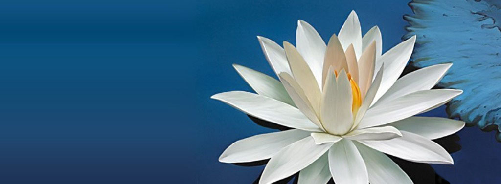Lotus Facebook Cover
