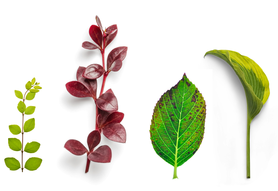 Folia Research Programs — Folia Health