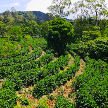Panama Finca Isabel SHB — Kingdom Coffee Roasters