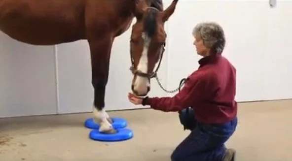 Balance Pads — Henderson Equine Clinic