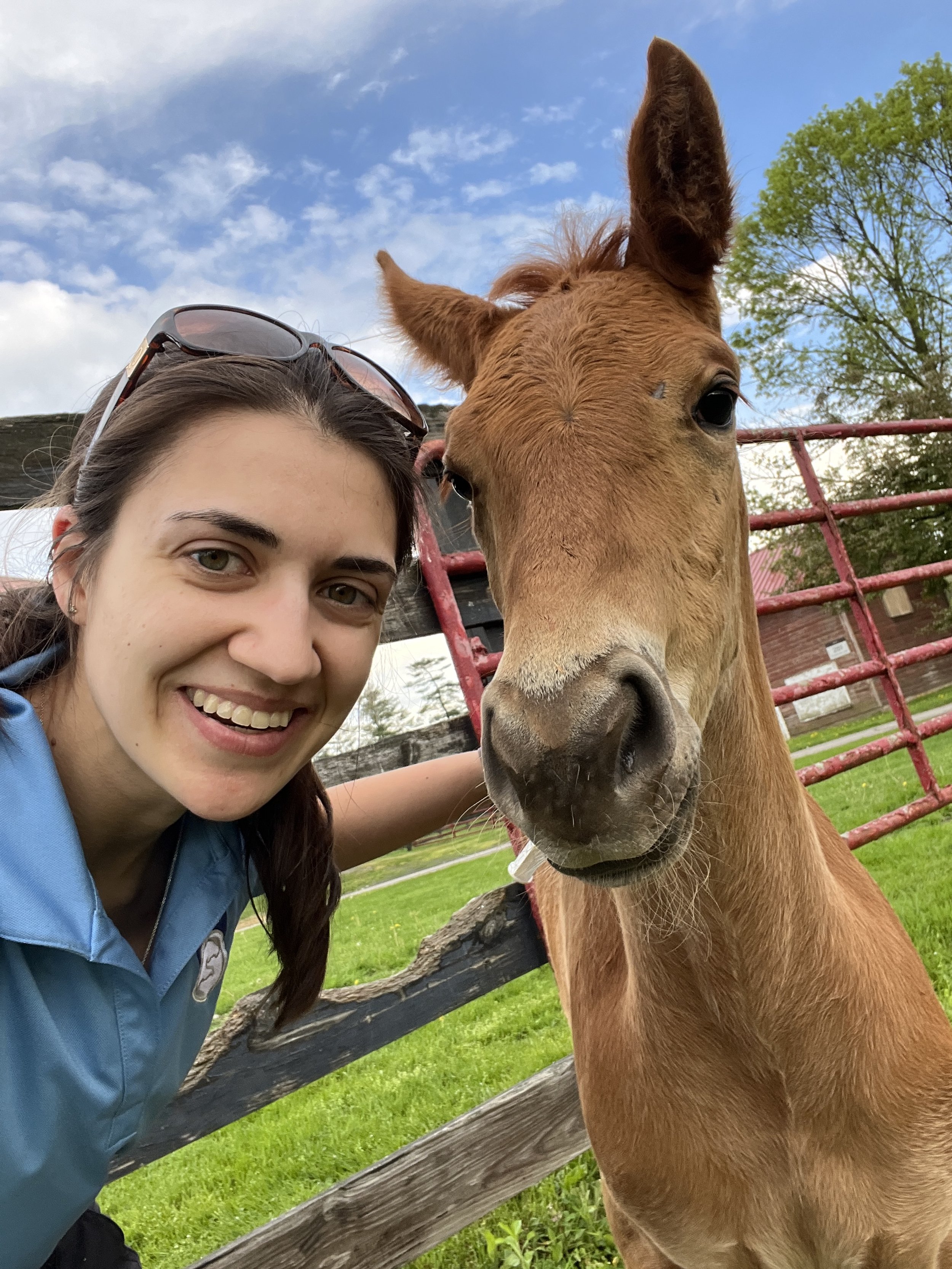 Dr Emily Tuttle — Henderson Equine Clinic