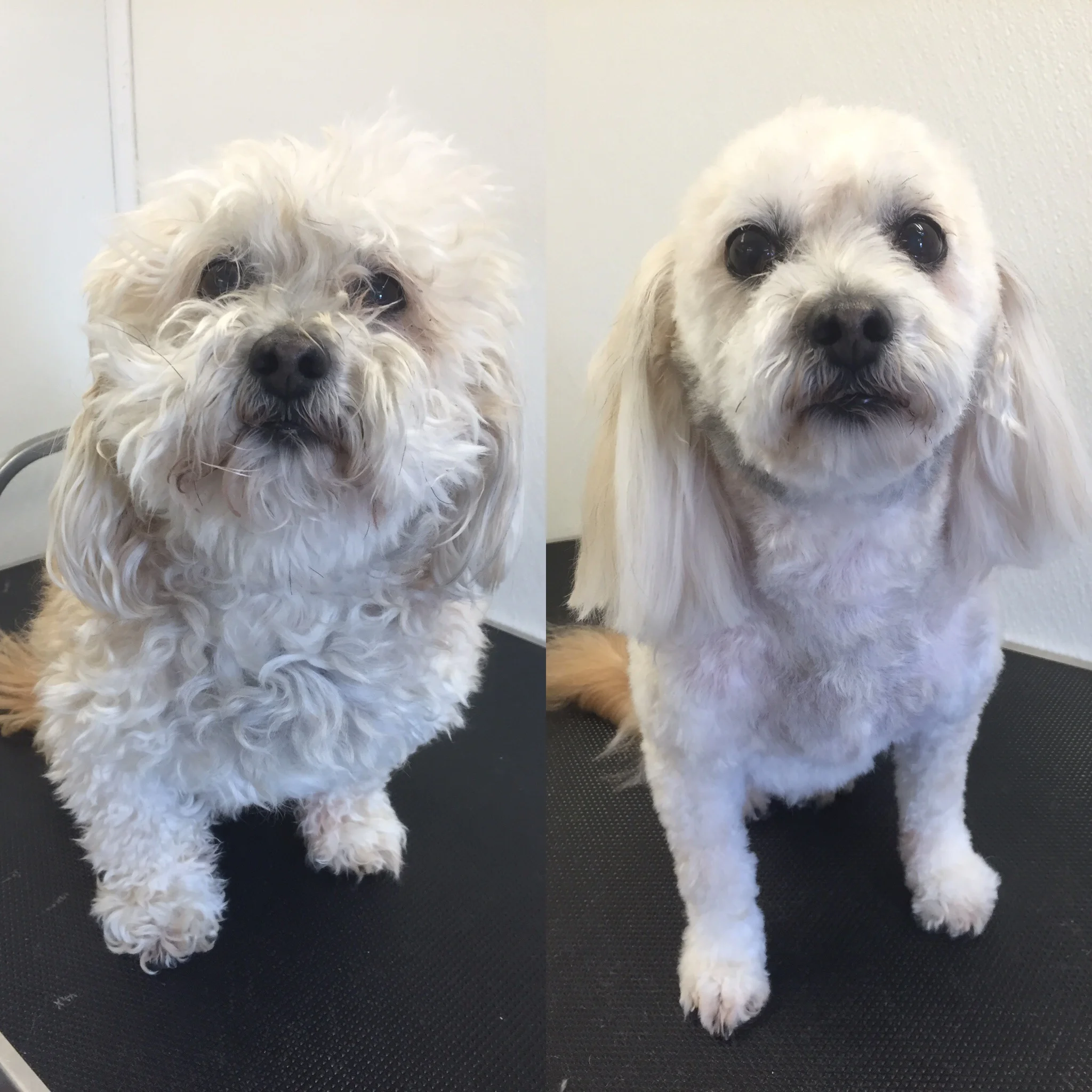 Gallery — Mobile Pet Spaws