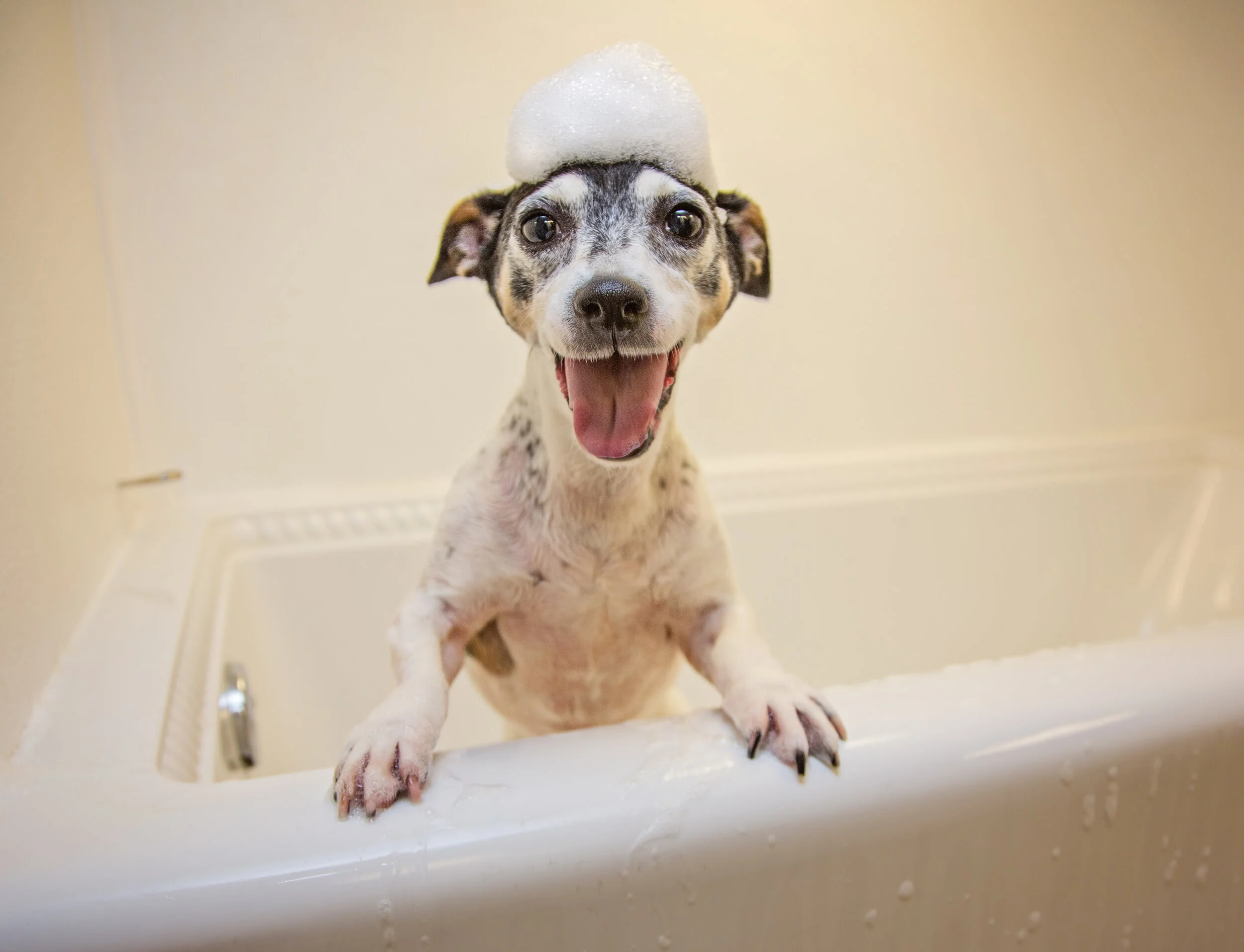 Mobile Pet Spaws
