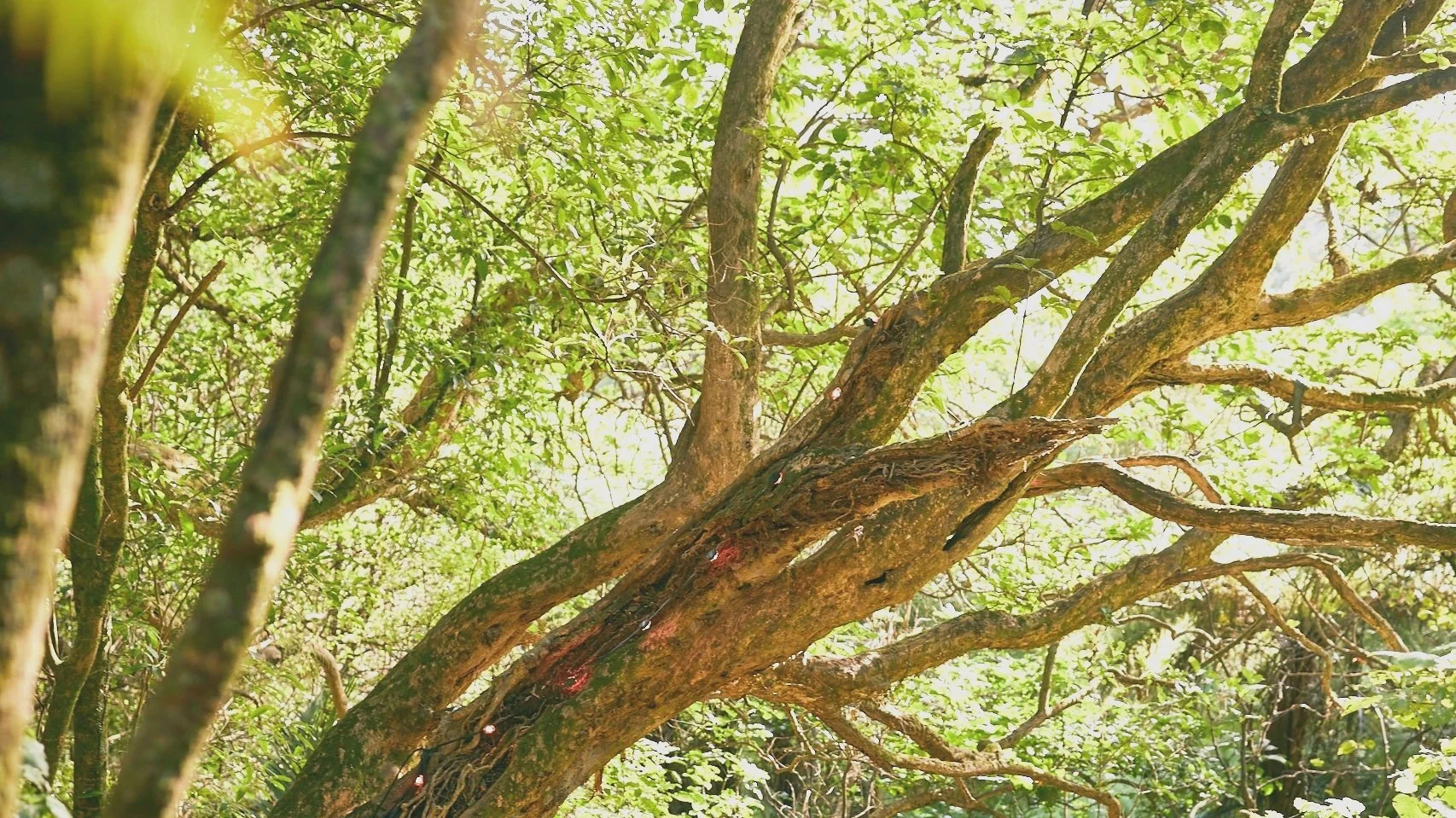 Values — Splore Festival